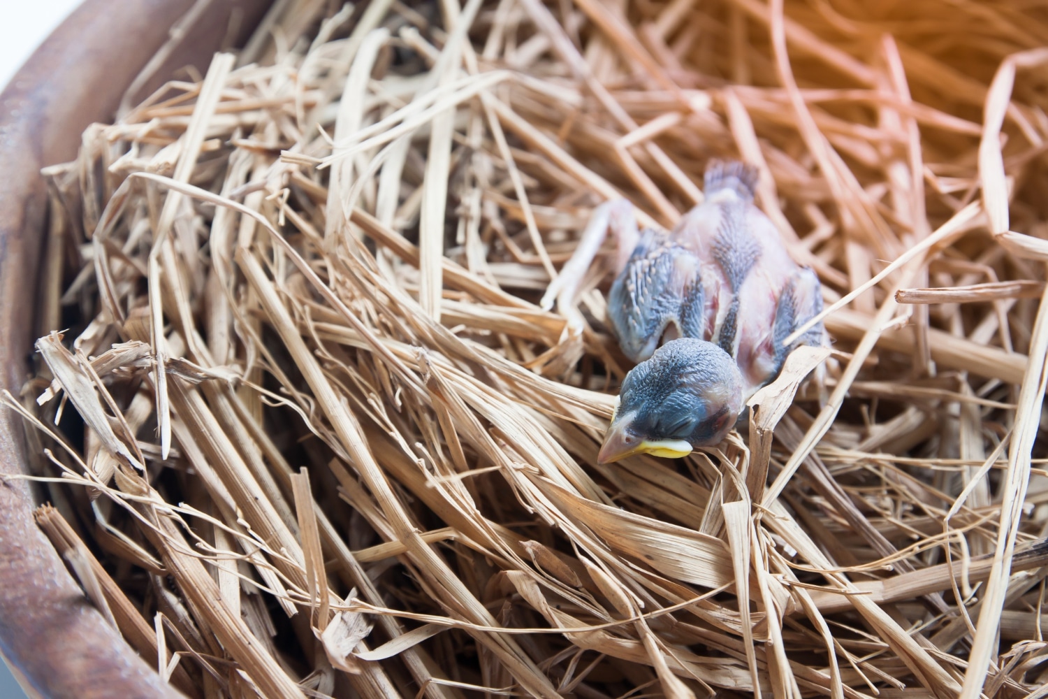 Bébé pigeon : tout savoir sur cet oiseau